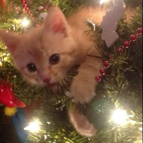 Christmas Cat Pfp by Bella