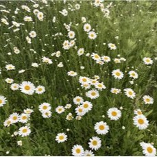 Daisy Flower Pfp by Isuk