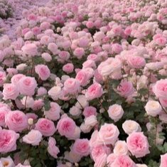 Pink Flowers Pfp by fairout_robloxnotthere