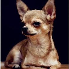 Dog Pfp Pfp by xnicky