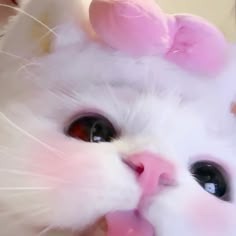Cute Pink Cat Pfp by Twiz