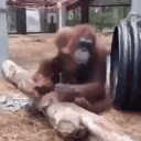 Monke Pfps and Icons - For Discord, Instagram & TikTok