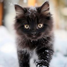 Evil Cat Pfp by Bella