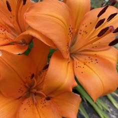 Orange Aesthetic Pfps and Icons - For Discord, Instagram & TikTok