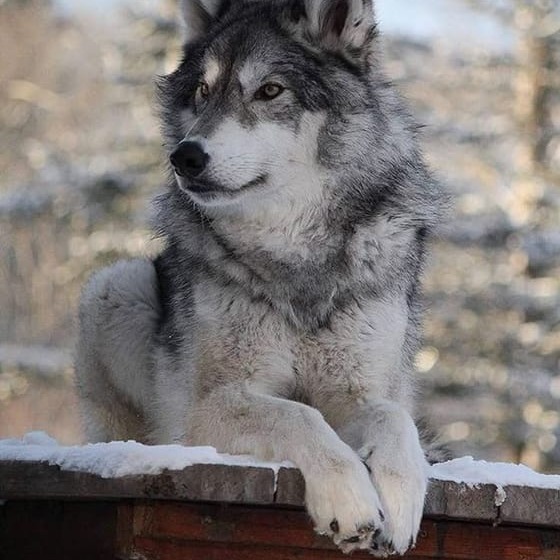 Wolf Pfp by Ssizemore