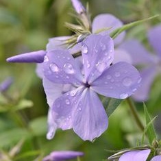 Flower User Icon Pfp by gojicrusader