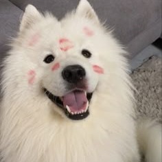 Samoyed Pfp by redst0nem4n.