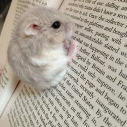 Hamster Pfps and Icons - For Discord, Instagram & TikTok