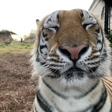 Tiger Pfp by Jxcy♡