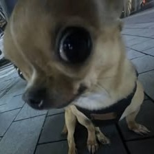 Dog Funny Pfps and Icons - For Discord, Instagram & TikTok