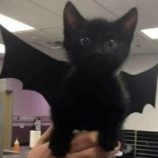 Bat Cat Pfp by xnicky