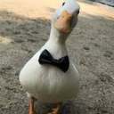 Goose Tie Pfp by Kohai
