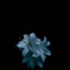 Dark Flower Pfp by Jaxon