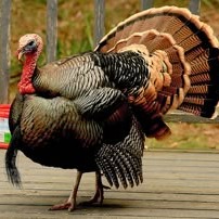 Turkey Pfps and Icons - For Discord, Instagram & TikTok