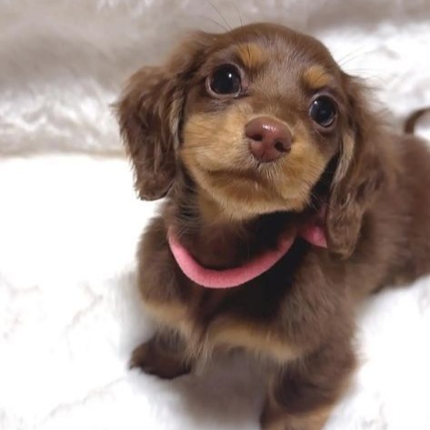Puppy Display Picture Pfp by Jaxon