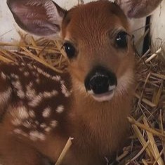 Deer Pfp by fat1gue_