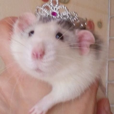 Rat Pfps and Icons - For Discord, Instagram & TikTok