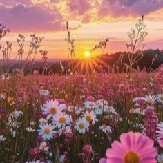 Aesthetic Flower Pfps and Icons - For Discord, Instagram & TikTok