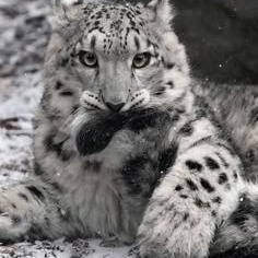 Snow Leopard Pfps and Icons - For Discord, Instagram & TikTok