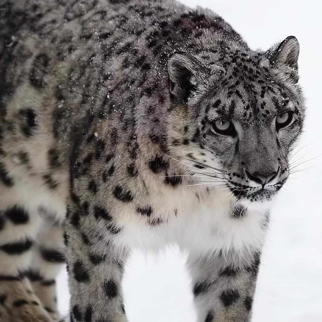 Snow Pfp Collections