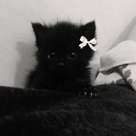 Cute Dark User Icon Pfp by codeine kitty