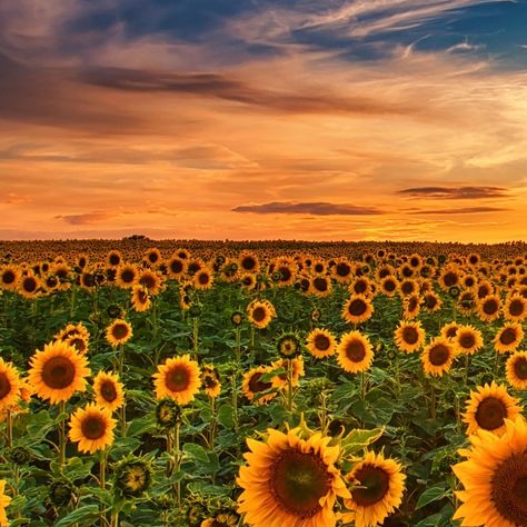 Sunflower Pfps and Icons - For Discord, Instagram & TikTok