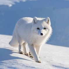 Arctic Fox Pfp by bubblycuzynot