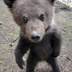 Bear Pfp Pfp by abdulrahman01