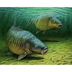 Fish Pfp by gojicrusader