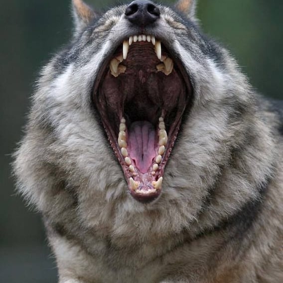 Wolf Icon Pfp by dino_696