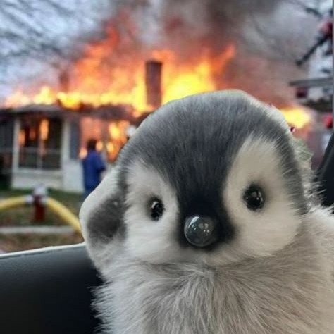 Penguin Pfp by fairout_robloxnotthere