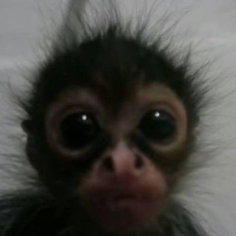 Monkey Pfps and Icons - For Discord, Instagram & TikTok