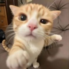 Best Cat Pfp by Swftzy_TK