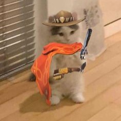 Overwatch Cat Pfp by sunwoottang