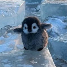 Penguin Pfp by Maxvraak