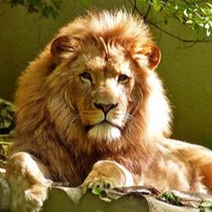 Lion Pfp by Swftzy_TK