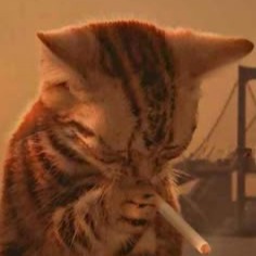 Sad Cat Pfps and Icons - For Discord, Instagram & TikTok