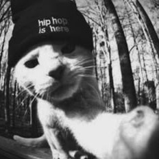 Gangster Cat Pfp by Twiz