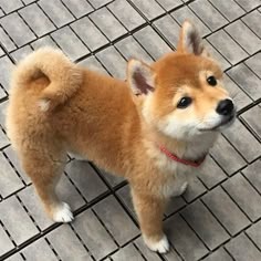 Shiba Inu Pfp by Bella