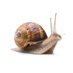 Snail Pfp by dino_696