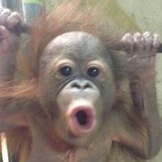 Monkey - Pfp Collection