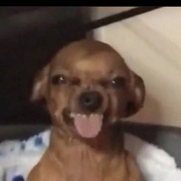 Dog Funny Pfps and Icons - For Discord, Instagram & TikTok