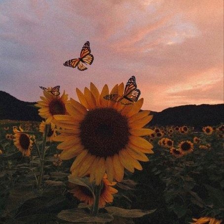 Sunflower Pfp Pfp by sunwoottang