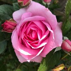 Pink Flowers Pfp by Peps3k