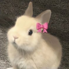 Pink Bunny Pfp by 8f.q