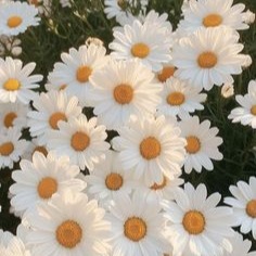 Aesthetic Flowers Pfp by sirraed