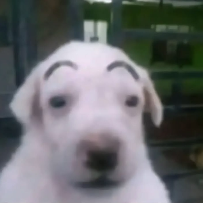 Meme Dog Pfp by Casian