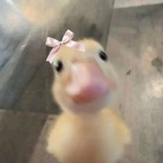 Duck Pfps and Icons - For Discord, Instagram & TikTok