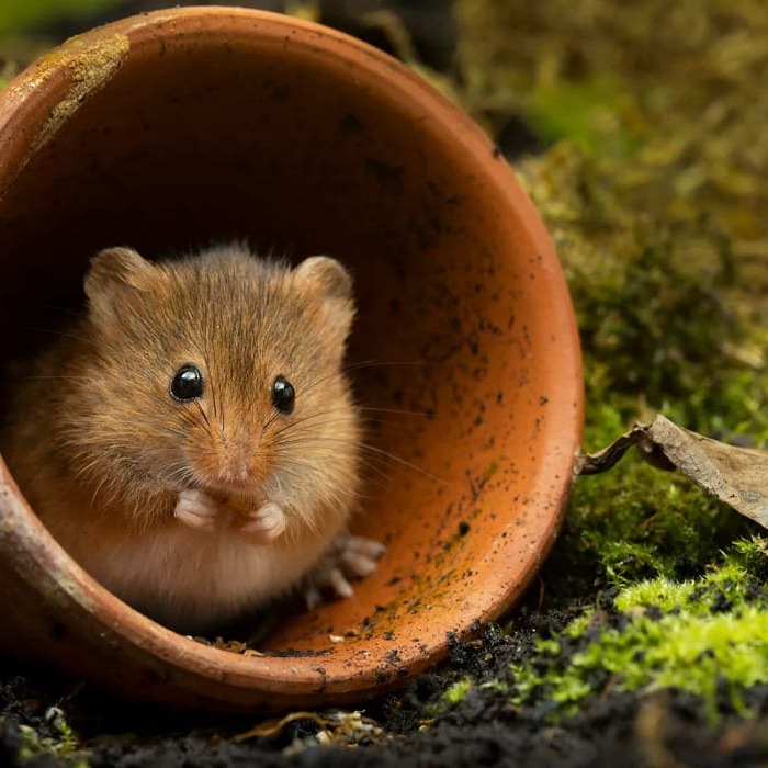 Hamster Icon Pfp by Ssizemore