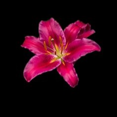 Flower Pfp by fnb_billywilly